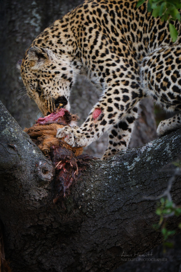 Alan Hewitt Photography